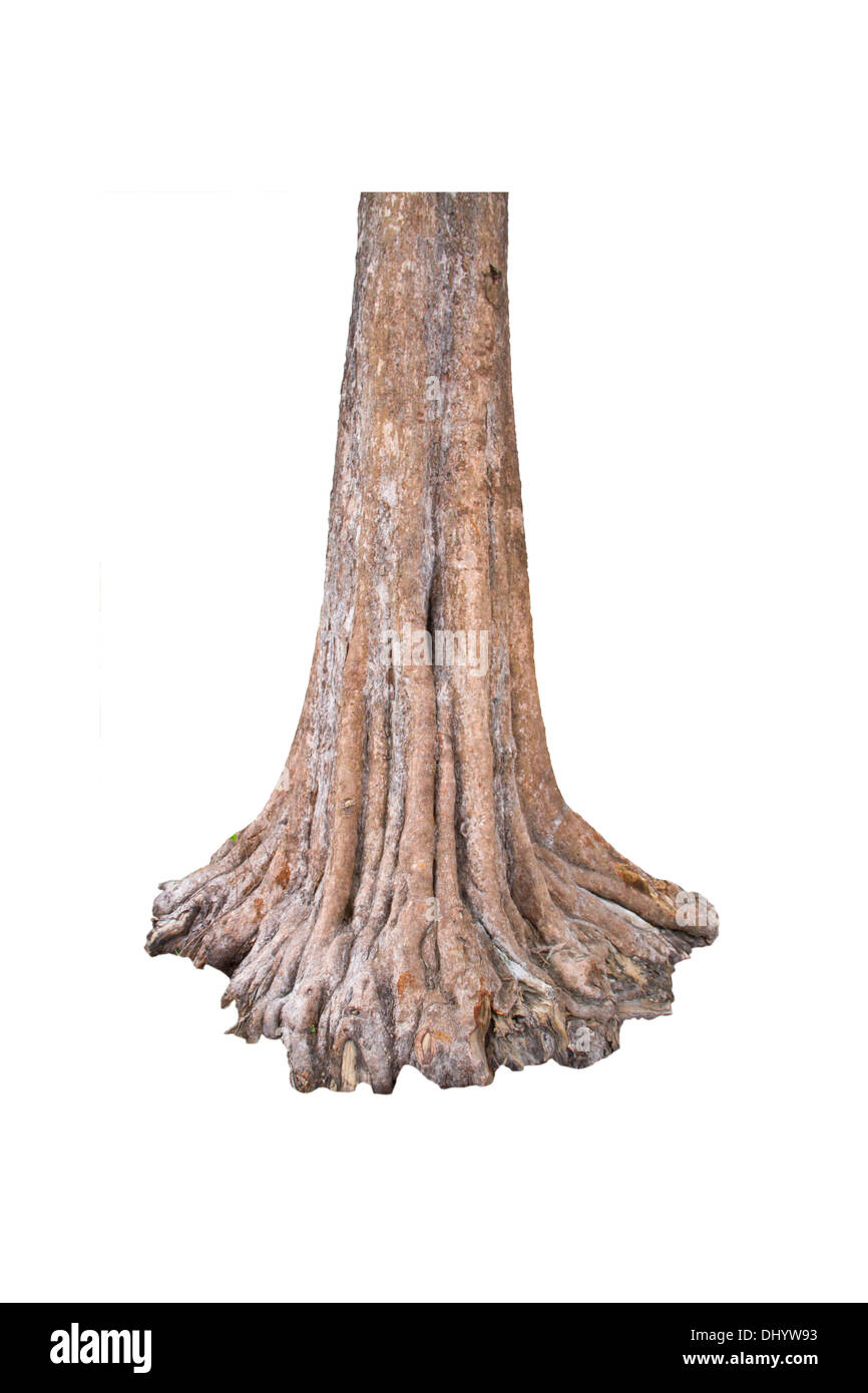 Irvingia malayana also known as Wild Almond, tropical tree in the ...