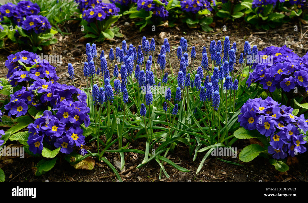 muscari armeniacum primula crescendo blue polyanthus group blue flowers ...