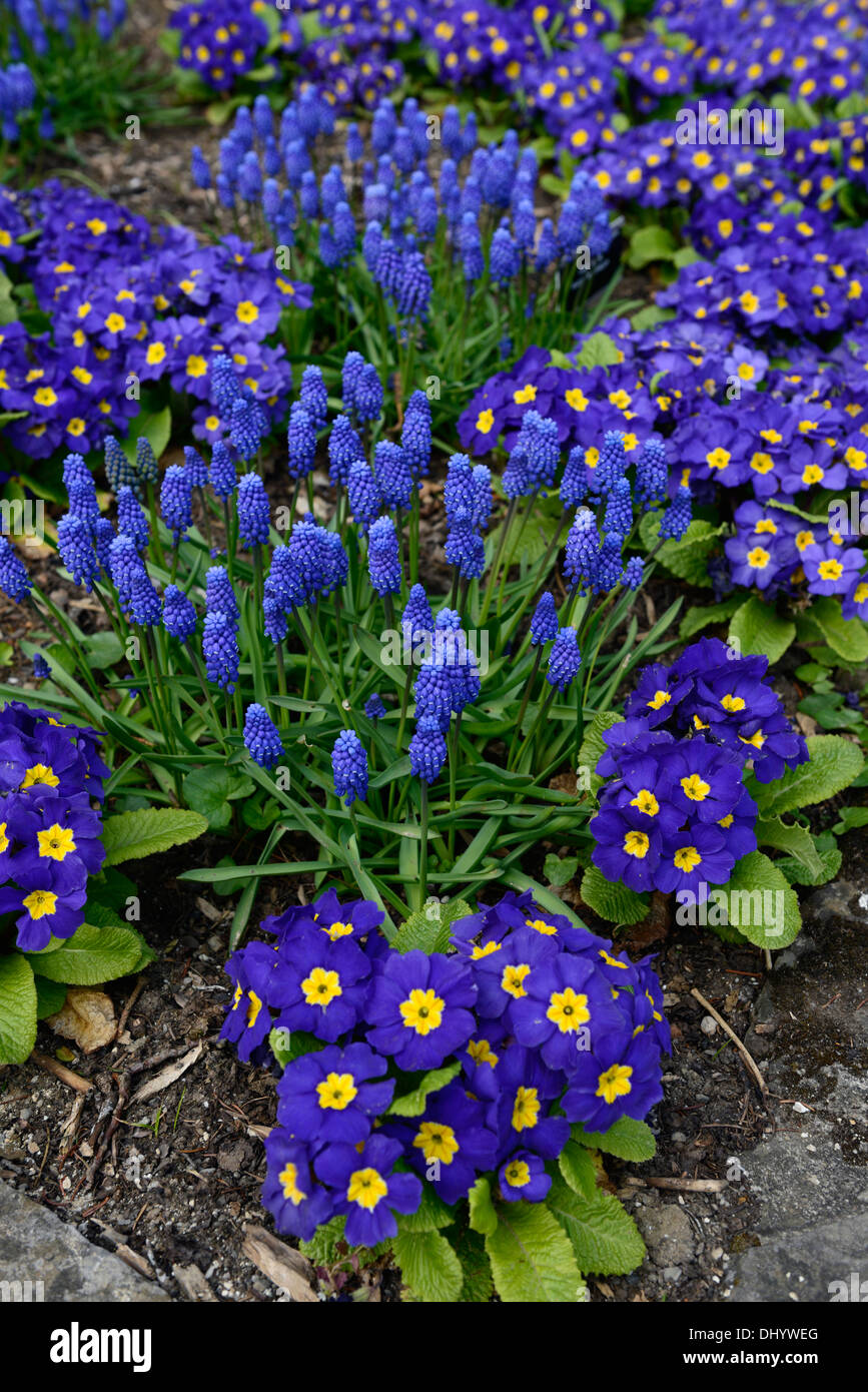 muscari armeniacum primula crescendo blue polyanthus group blue flowers ...