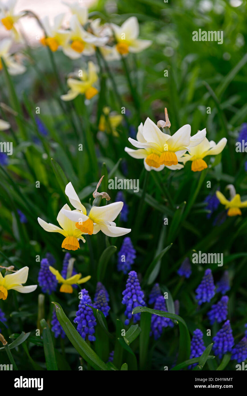 narcissus beryl cream white flower daffodil spring bloom blossom ...