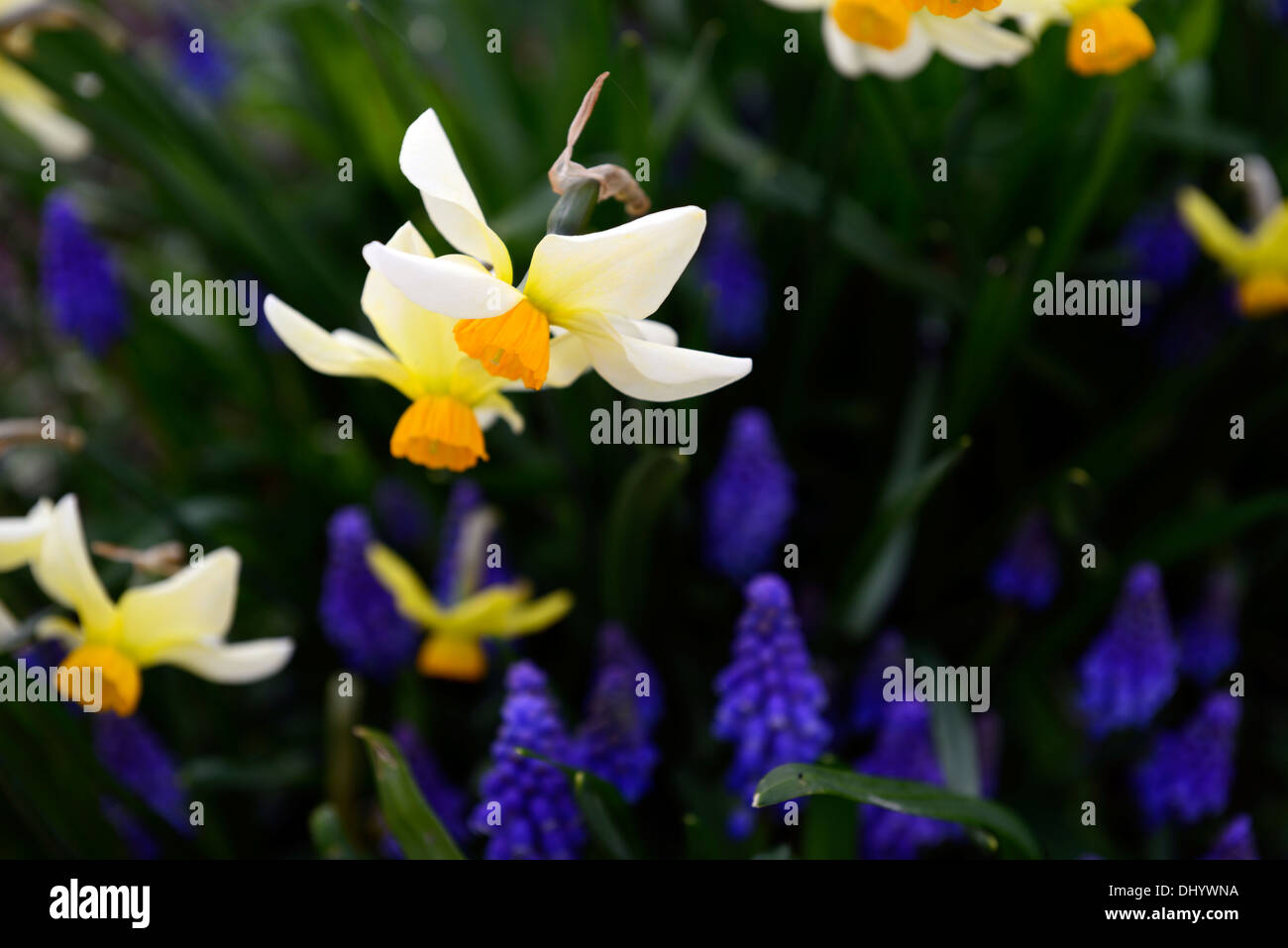narcissus beryl muscari armeniacum cream white blue mix mixed flower ...