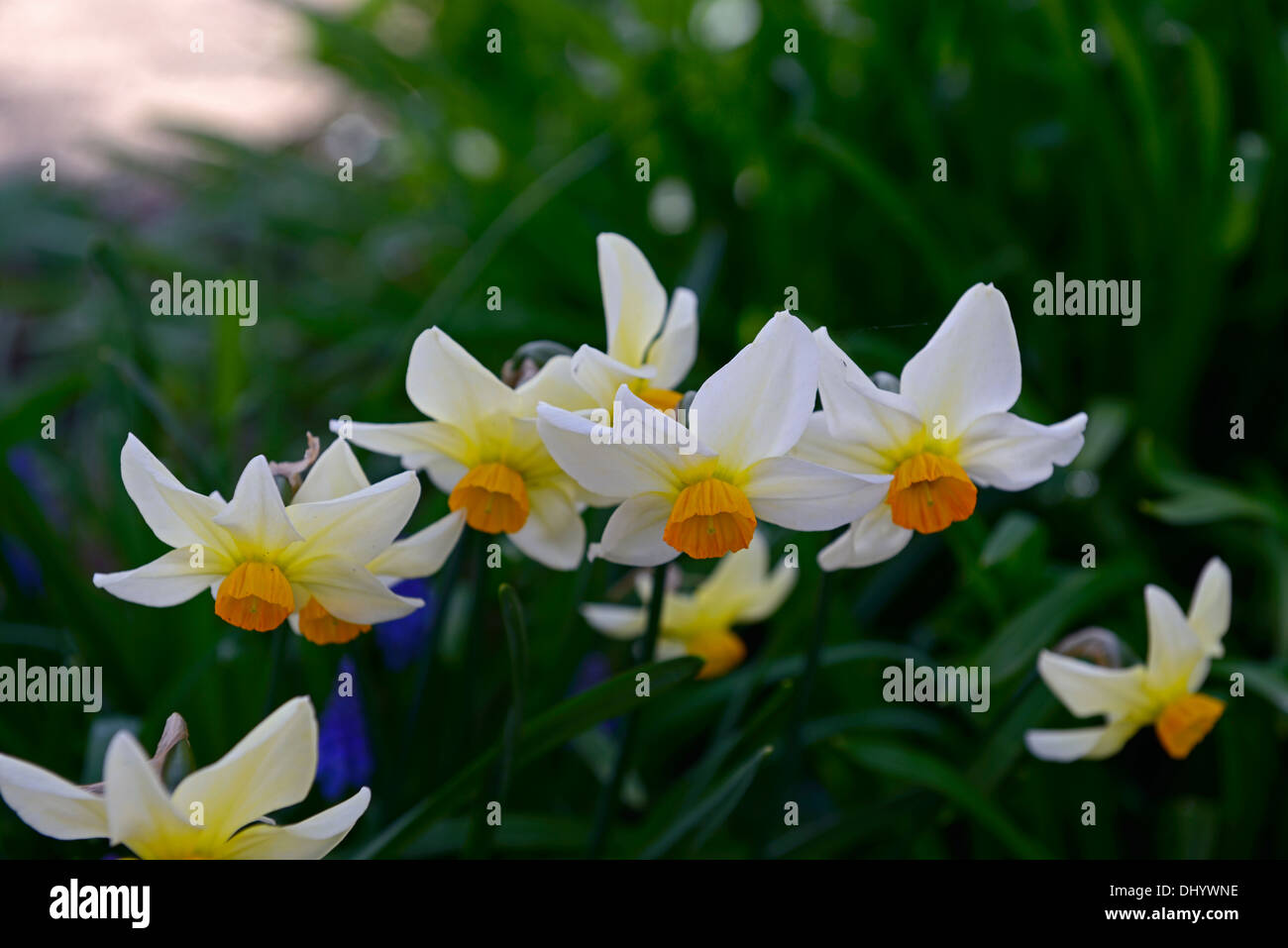 narcissus beryl muscari armeniacum cream white blue mix mixed flower ...