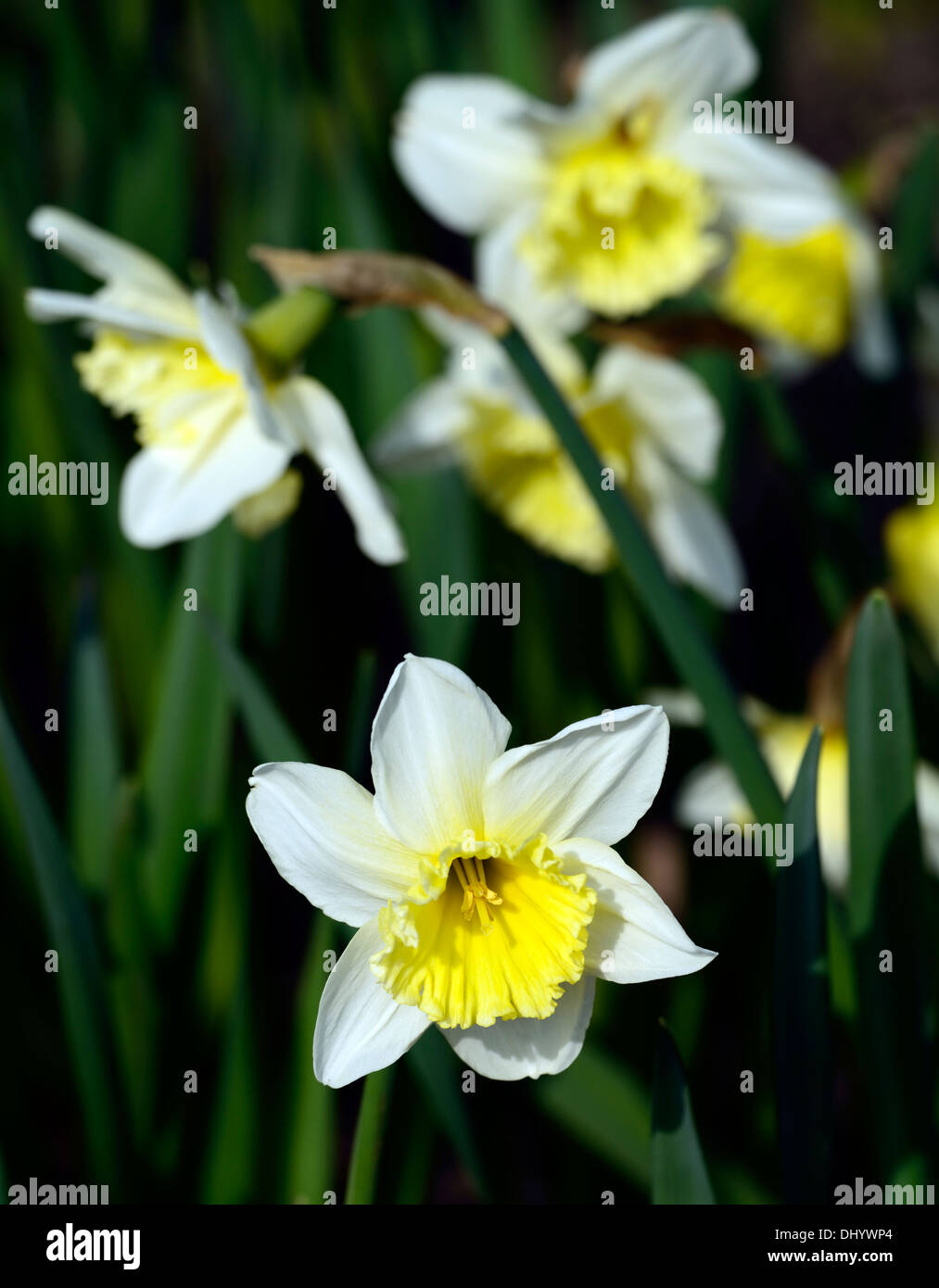 narcissus yellow cream trumpet daffodil spring bloom blossom flower ...