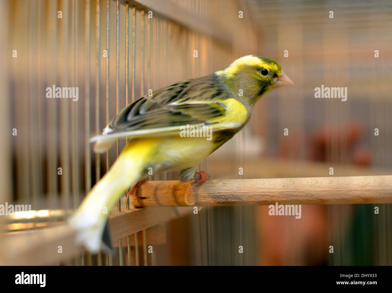 Canary bird museum st andreasberg hi-res stock photography and images ...