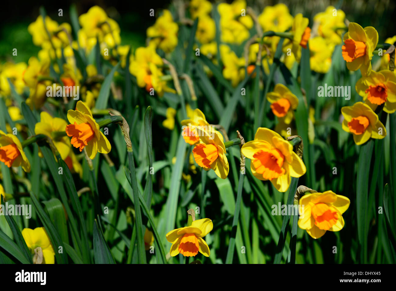 Yellow orange daffodil hi-res stock photography and images - Alamy