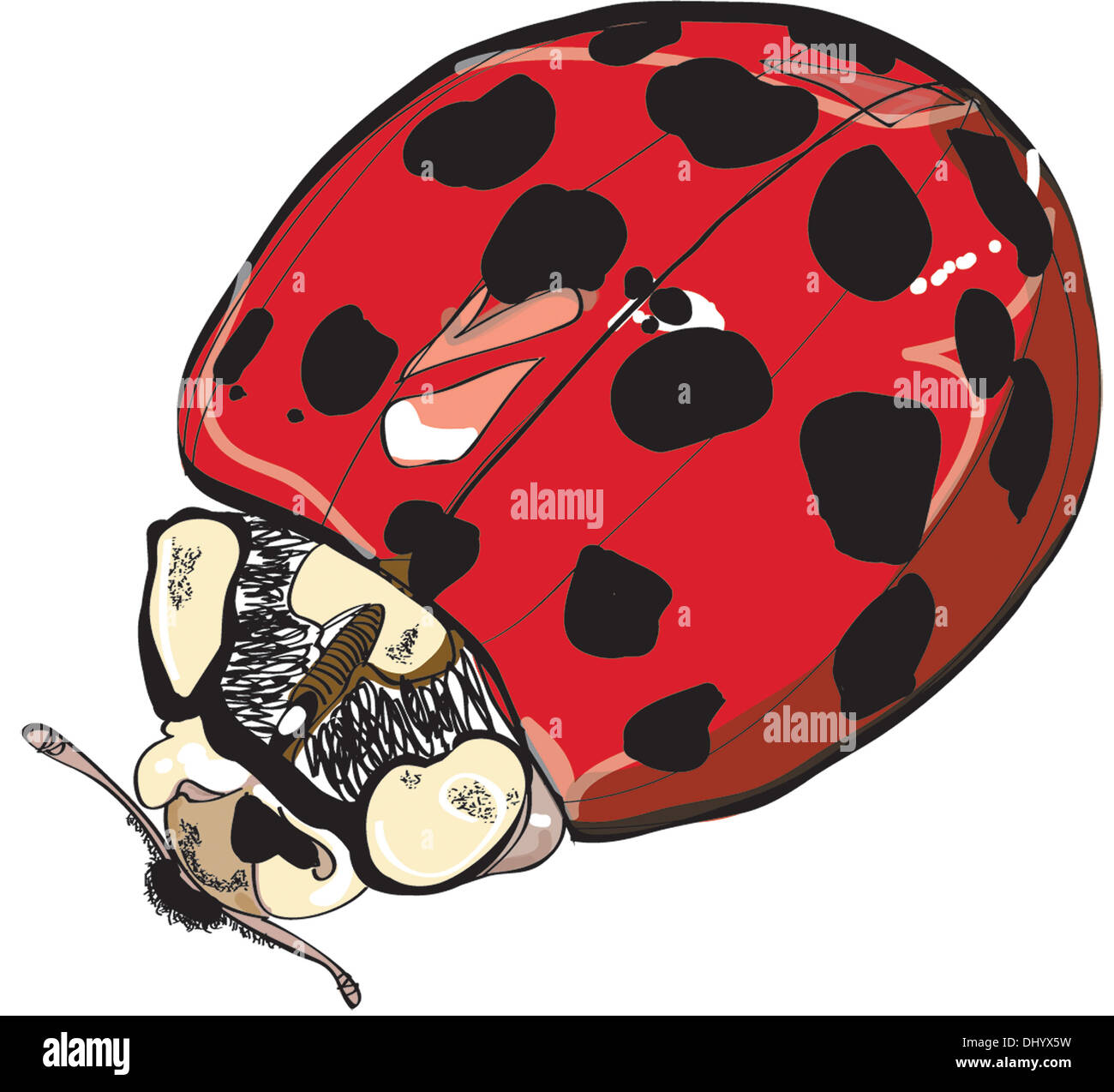 Lady bug illustrations hi-res stock photography and images - Alamy