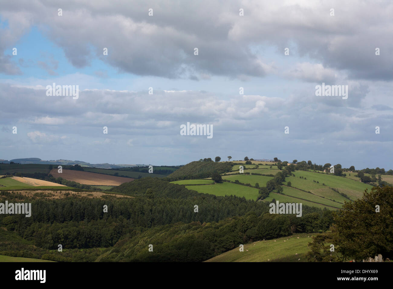 Newcastle Clun Forest High Resolution Stock Photography and Images - Alamy