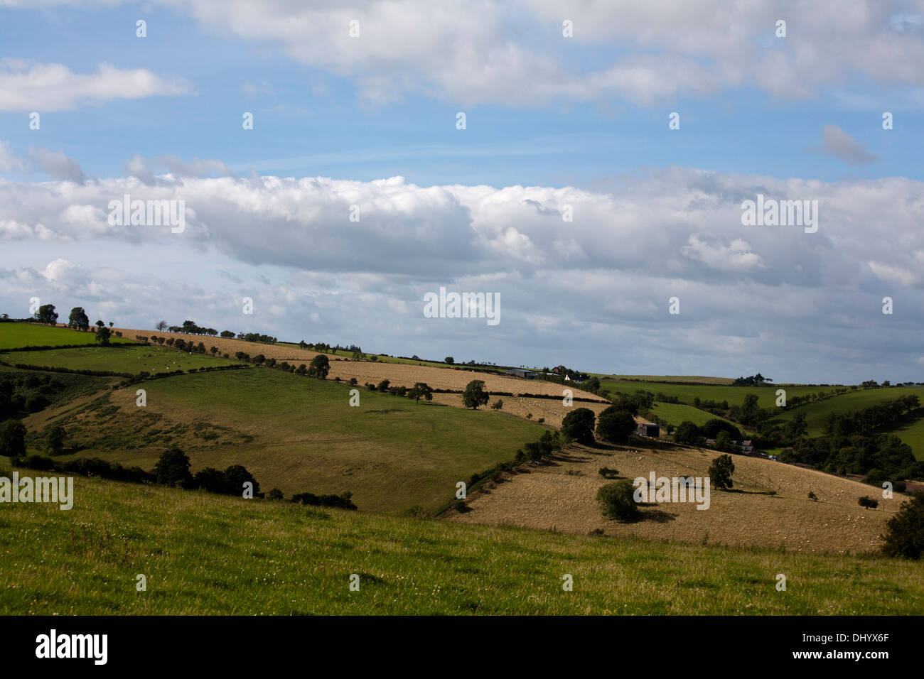 Newcastle Clun Forest High Resolution Stock Photography and Images - Alamy