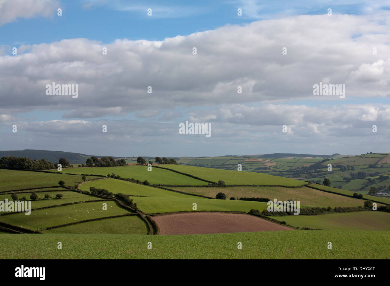 Newcastle Clun Forest High Resolution Stock Photography and Images - Alamy