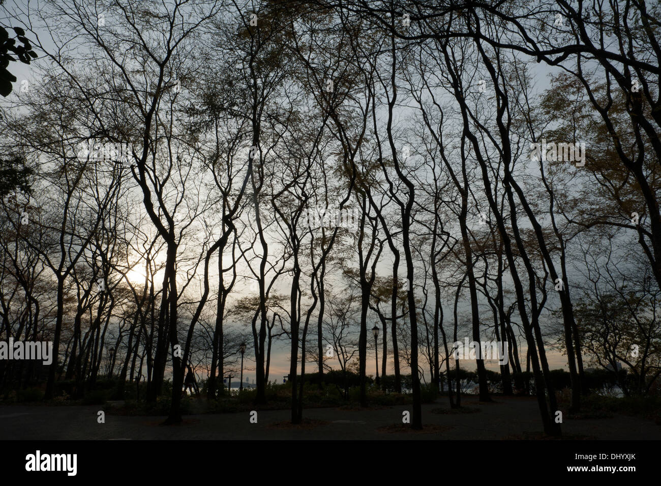 Urban park with trees hi-res stock photography and images - Alamy