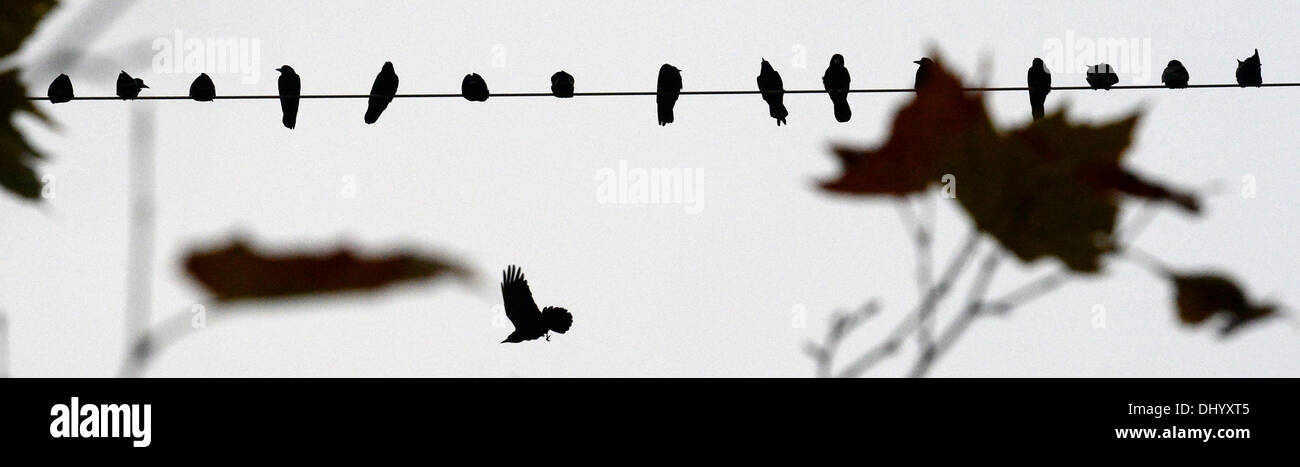 Freiburg, Germany. 17th Nov, 2013. Crows sit on power lines in Freiburg ...