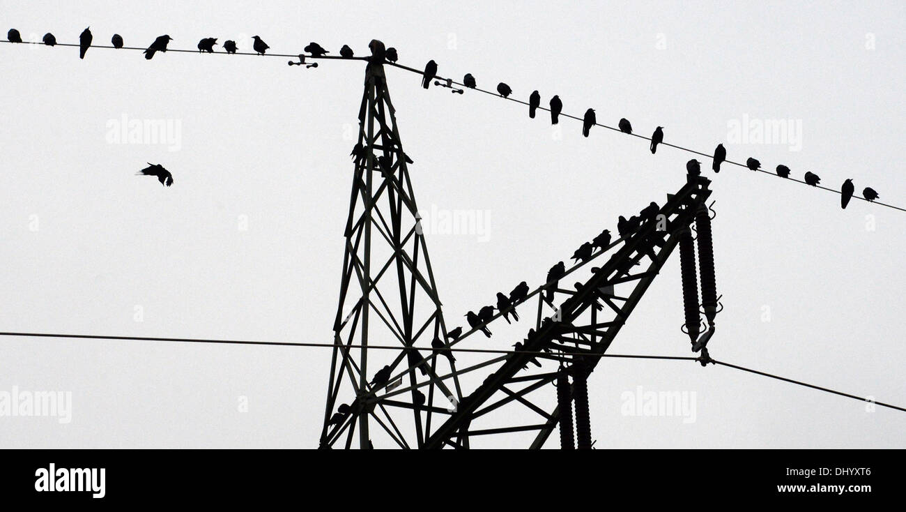 Crows wires hi-res stock photography and images - Alamy