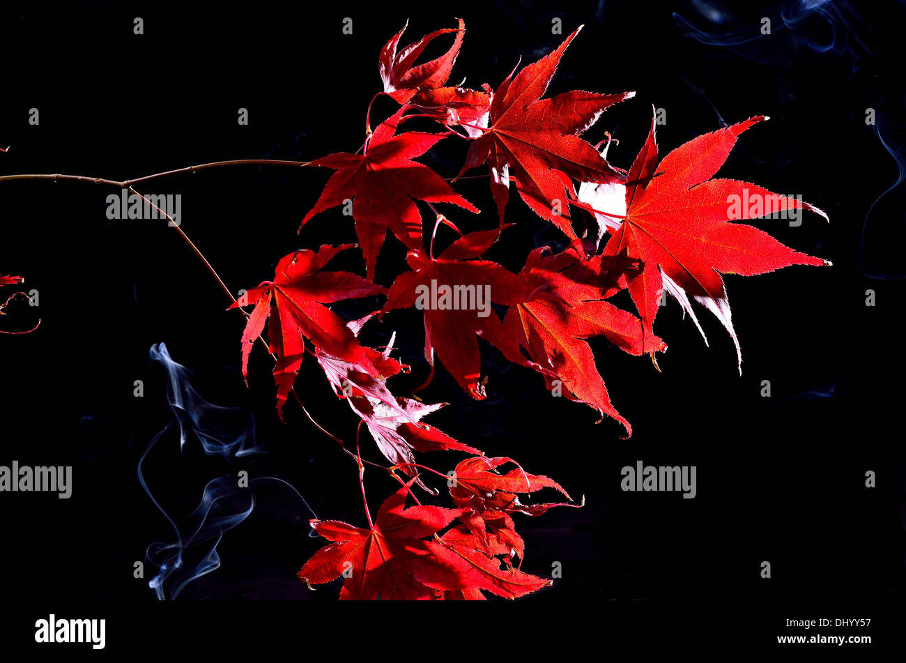 Japanese maple tree red hi-res stock photography and images - Alamy