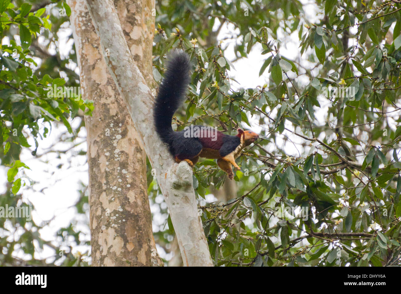 Giant Squirrel jumping between trees in Periyar Tiger Reserve Stock ...