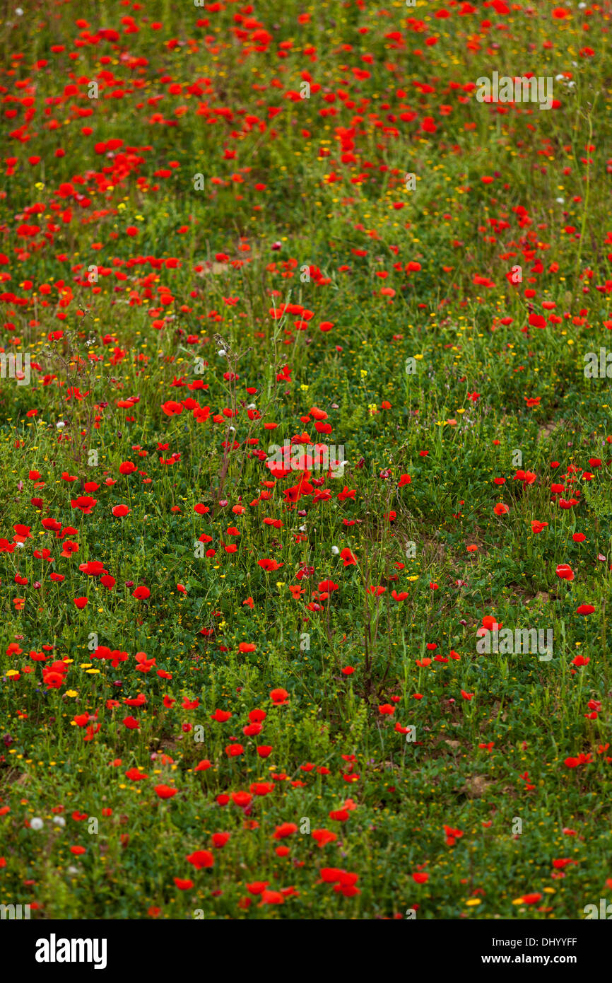 beautiful poppy field in red and green landscape nature background ...