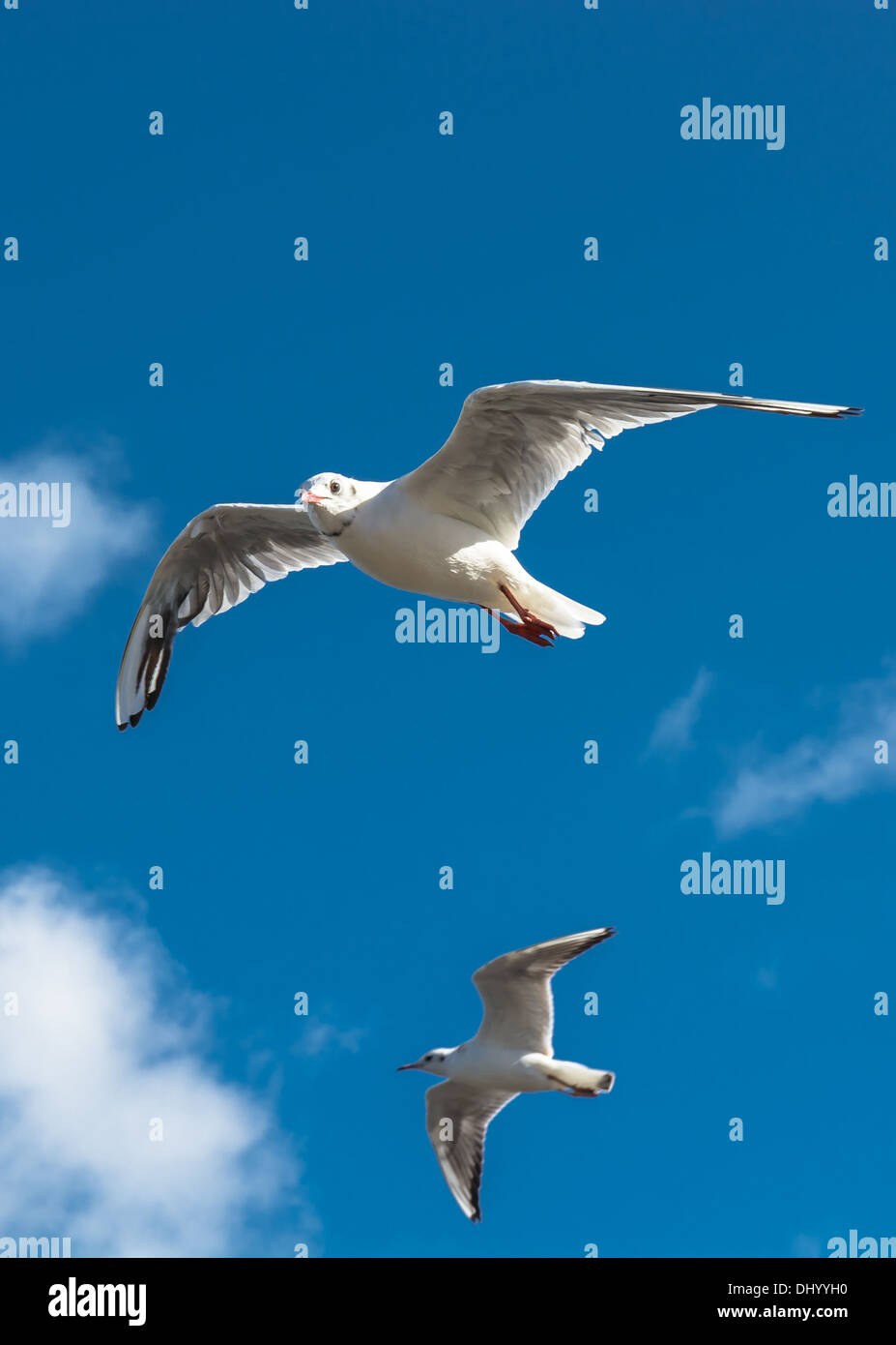 Two Seagulls Fly In The Scottish Sky Stock Photo - Alamy