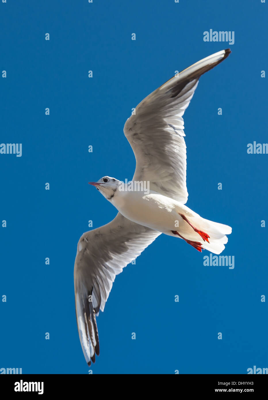 Flying Seagul In The Blue Sky Stock Photo - Alamy