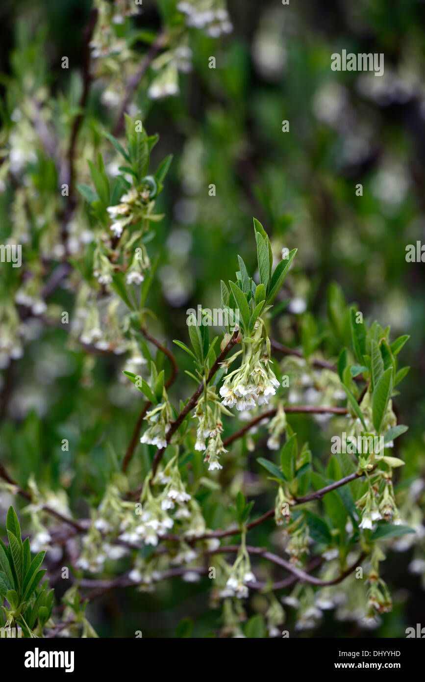 Oemleria cerasiformis flowers early spring syn Osoberry Indian Plum ...
