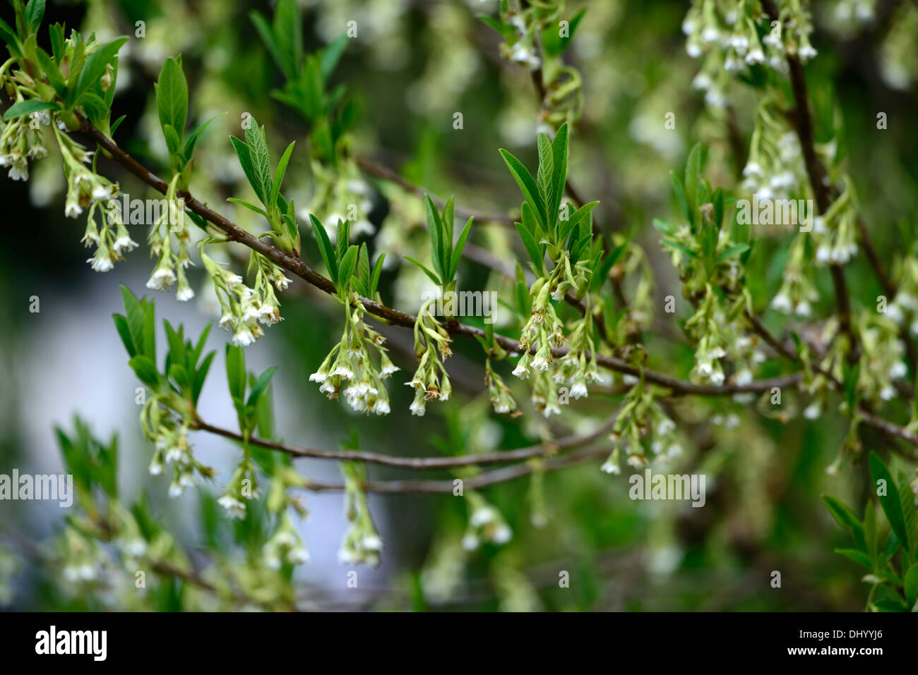 Oemleria cerasiformis flowers early spring syn Osoberry Indian Plum ...