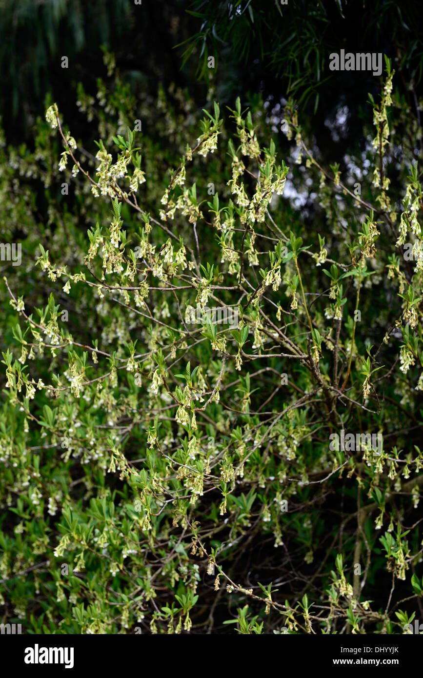 Oemleria cerasiformis flowers early spring syn Osoberry Indian Plum ...