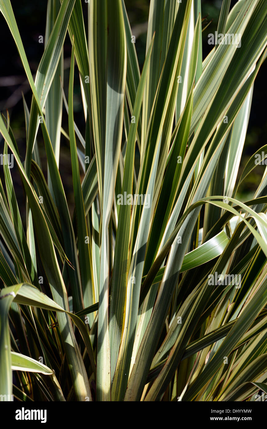 Phormium tenax hi-res stock photography and images - Alamy