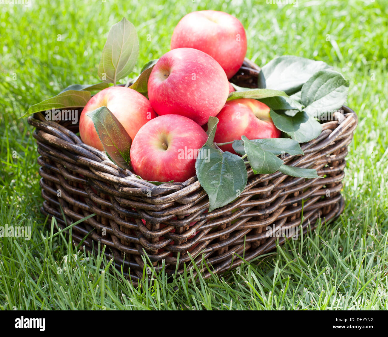 Natural light apples in basket hi-res stock photography and images - Alamy