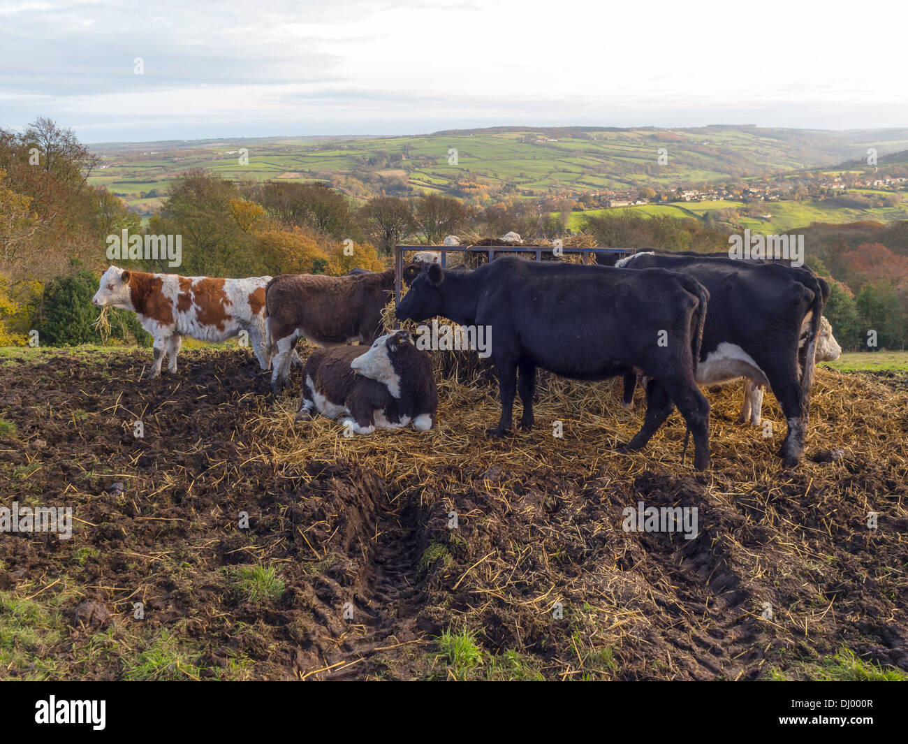 Beef cattle in a field eating hay Stock Photo - Alamy