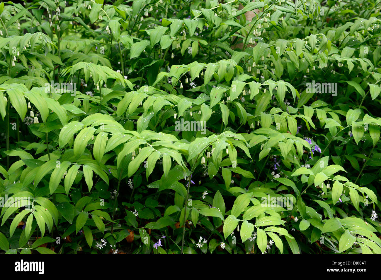 Solomons seal flowers hi-res stock photography and images - Alamy
