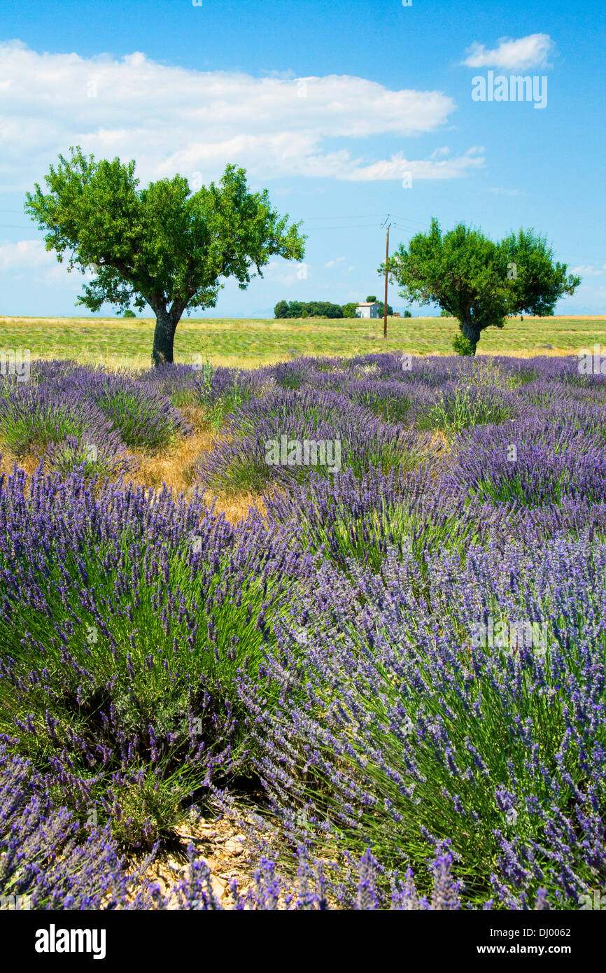 Lavender field and farm, Provence, France Stock Photo - Alamy