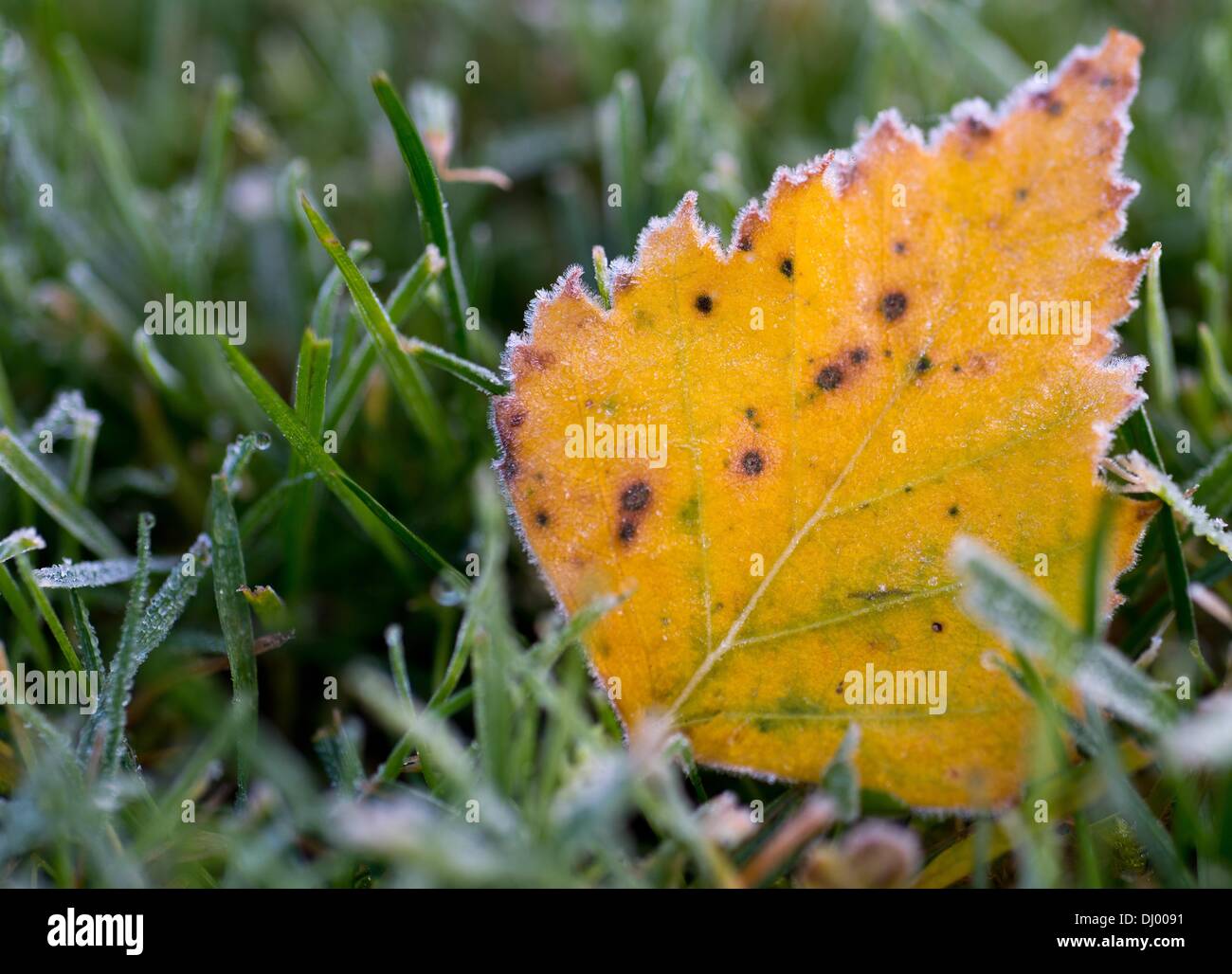 Sieversdorf, Germany. 12th Nov, 2013. Ice crystals shimmer on the back ...