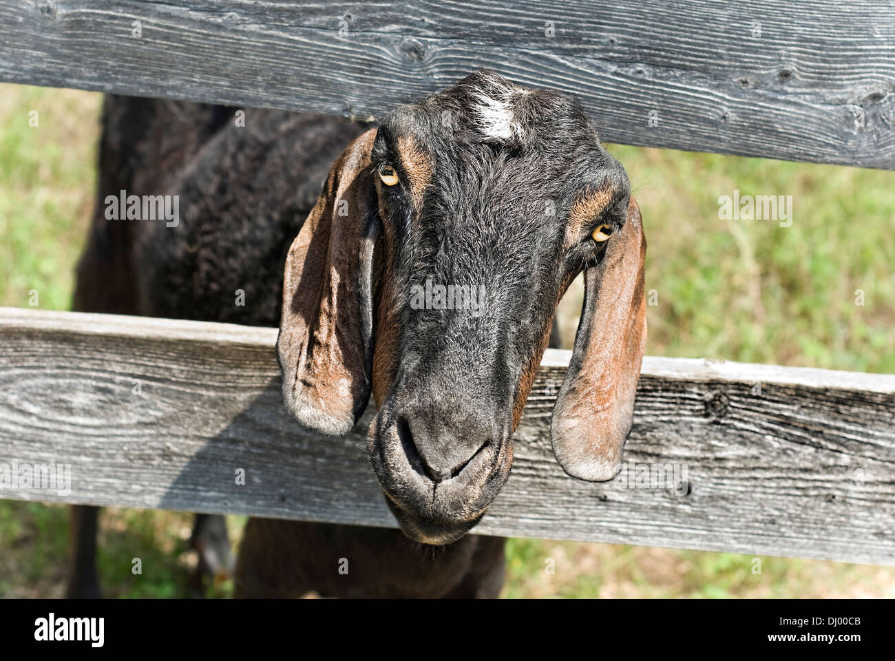 Funny Angry Goat Stock Photo - Alamy