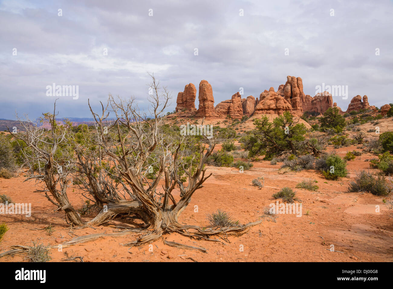 Juniper tree hi-res stock photography and images - Alamy