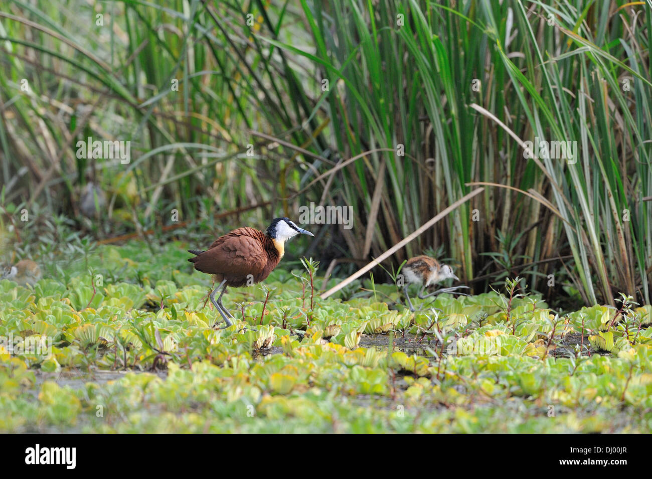 African Jacana - African Lily-trotter (Actophilornis africanus) walking ...