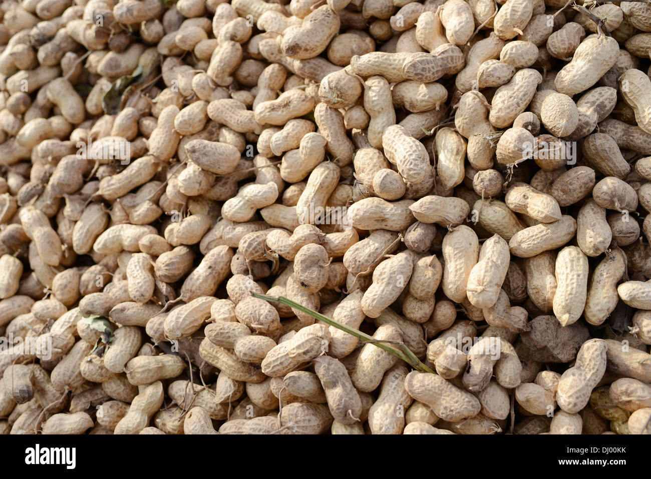 Many freshly-dug peanuts Stock Photo - Alamy