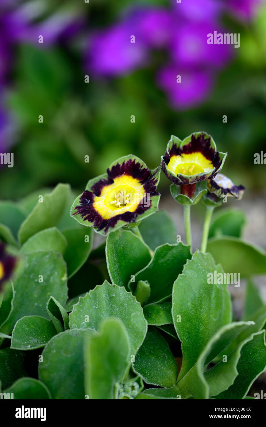 Show auricula hi-res stock photography and images - Alamy