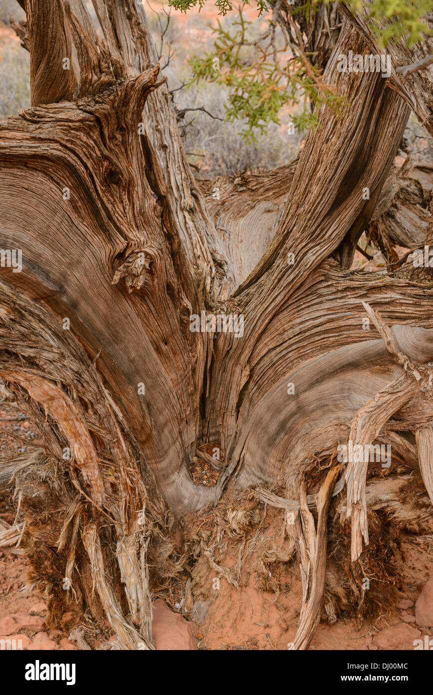 Dead juniper tree hi-res stock photography and images - Alamy