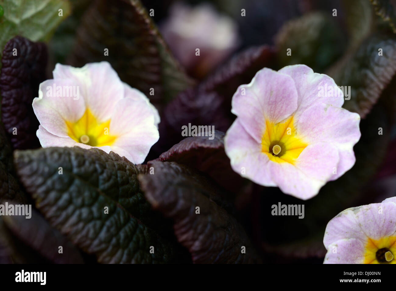 Primula acaulis Drumcliff Kennedy Irish Primrose white flower bloom ...