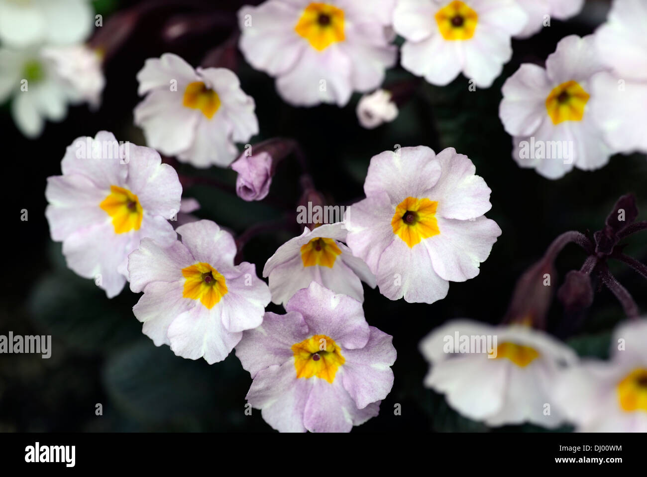 primula guinevere pale pastel color colour flower flowering bloom ...