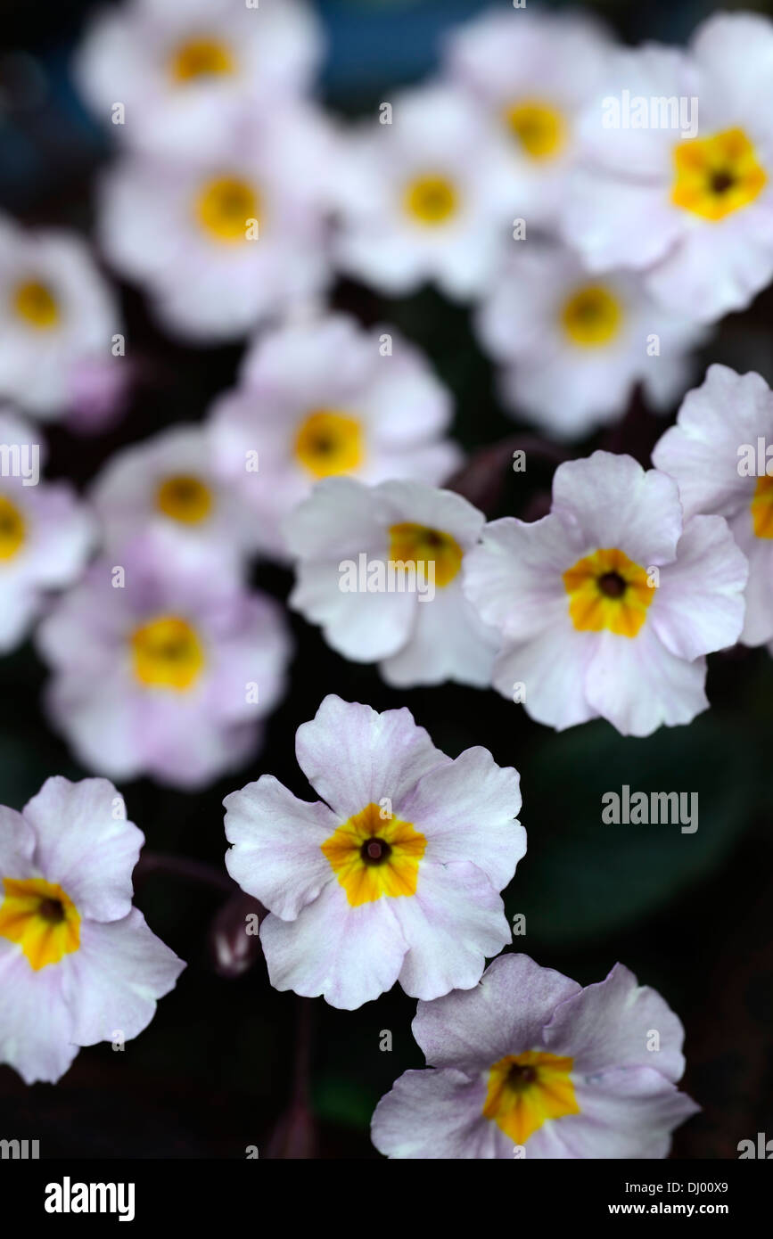 primula guinevere pale pastel color colour flower flowering bloom ...
