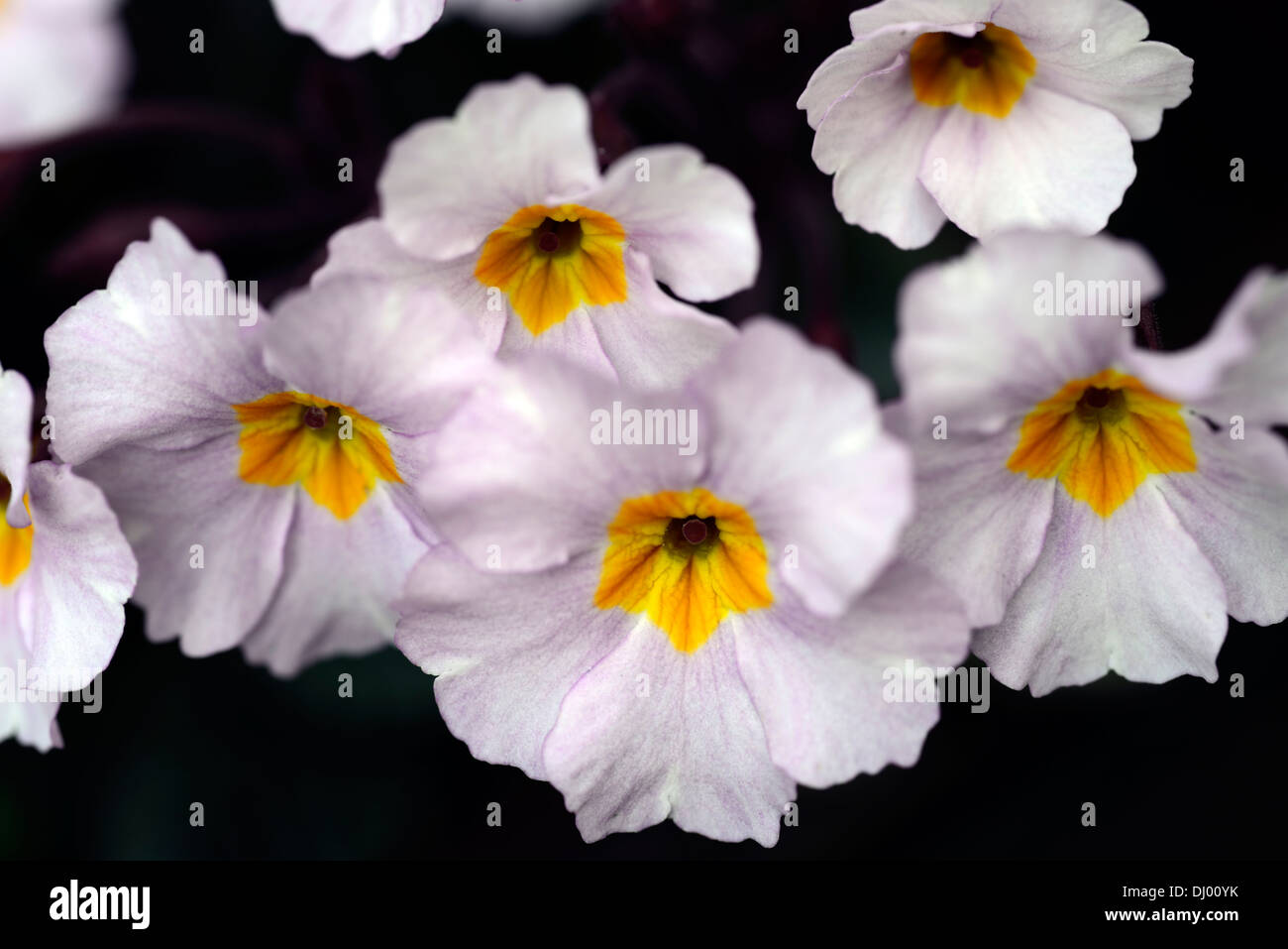 primula guinevere pale pastel color colour flower flowering bloom ...