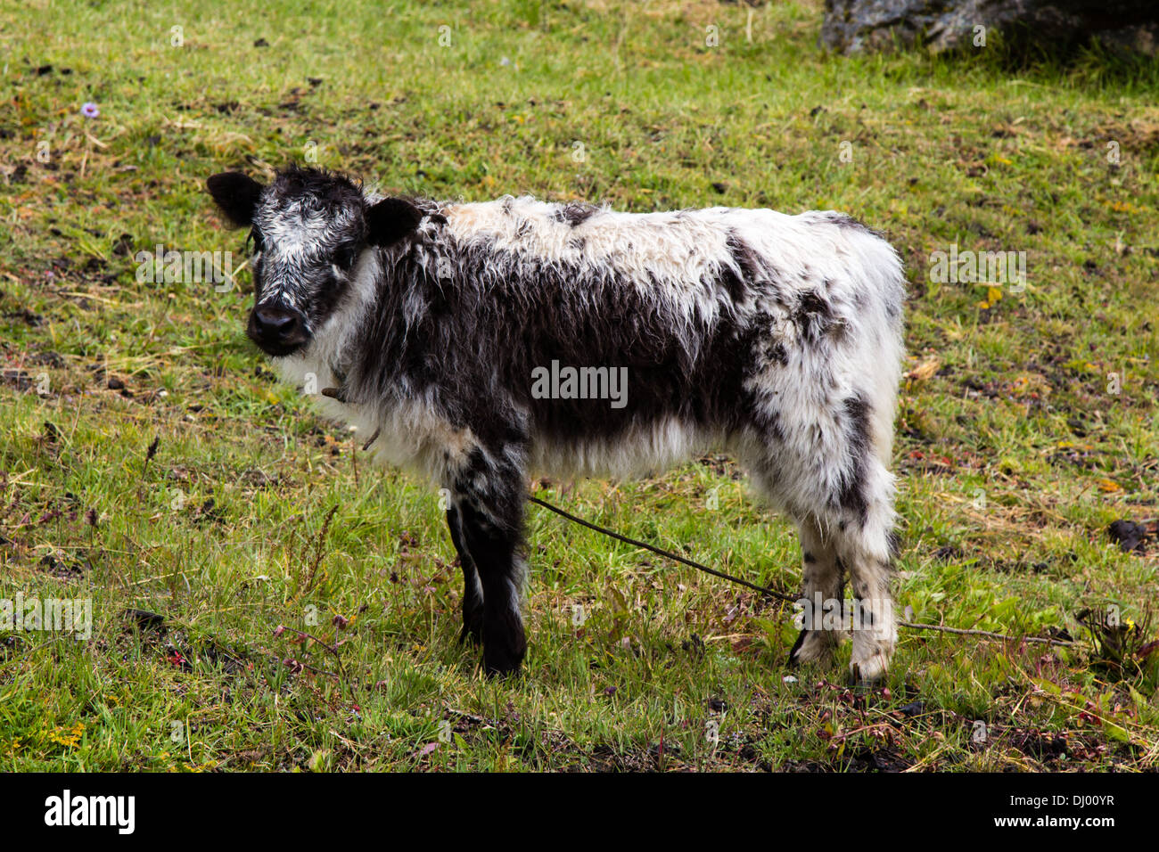 Baby Yak Animal