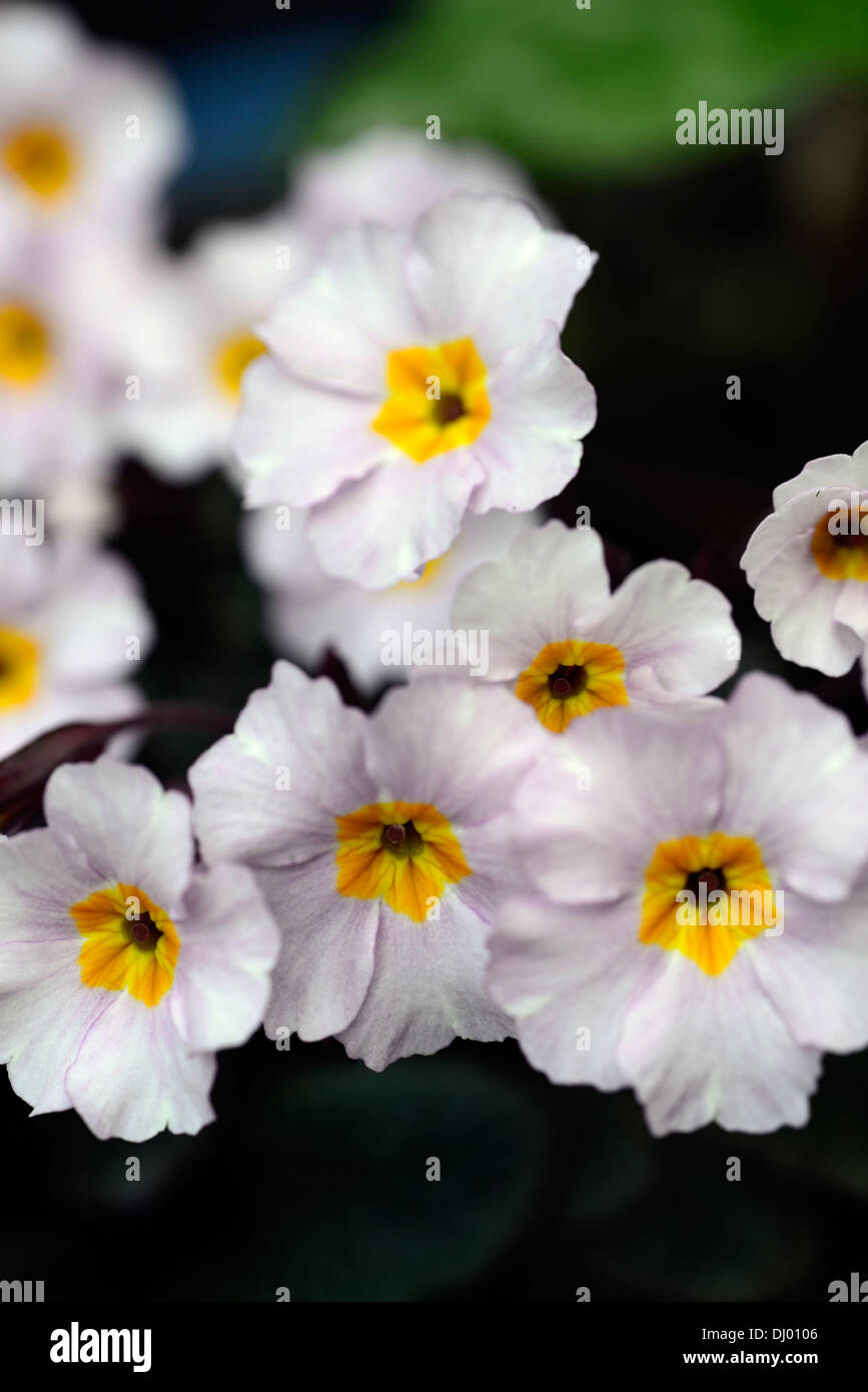 primula guinevere pale pastel color colour flower flowering bloom ...