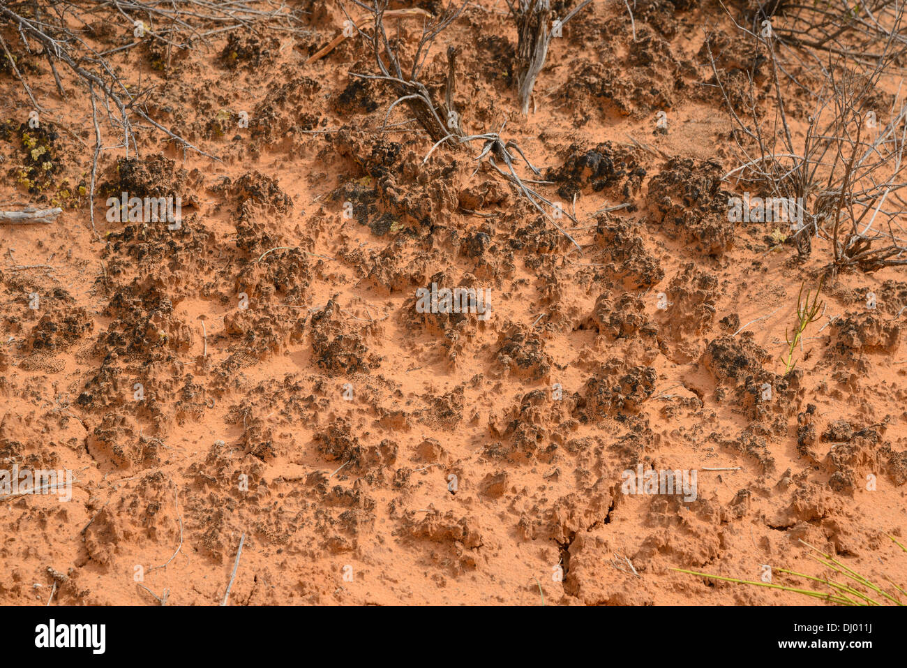 Biological Soil Crust Stock Photos & Biological Soil Crust Stock Images ...