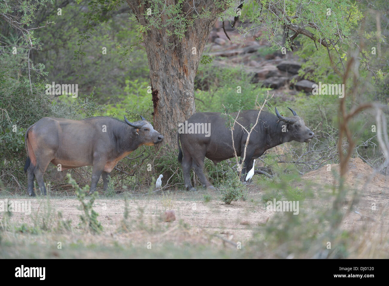 West African buffalo (Syncerus caffer) pair old big bulls in the bush ...