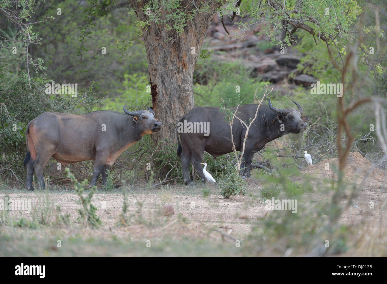 West African buffalo (Syncerus caffer) pair old big bulls in the bush ...