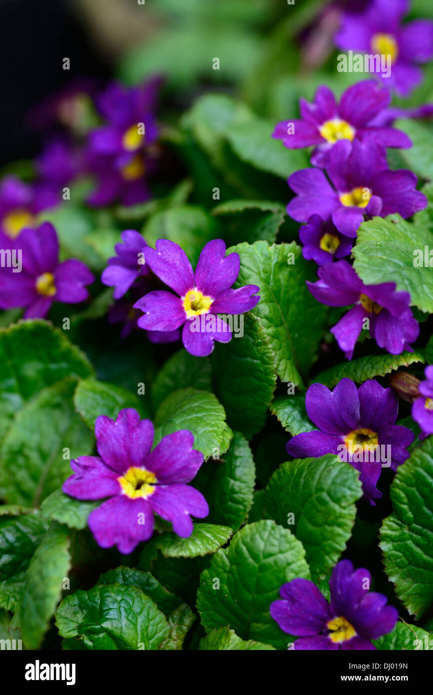 Primula 'wanda' flowers hi-res stock photography and images - Alamy