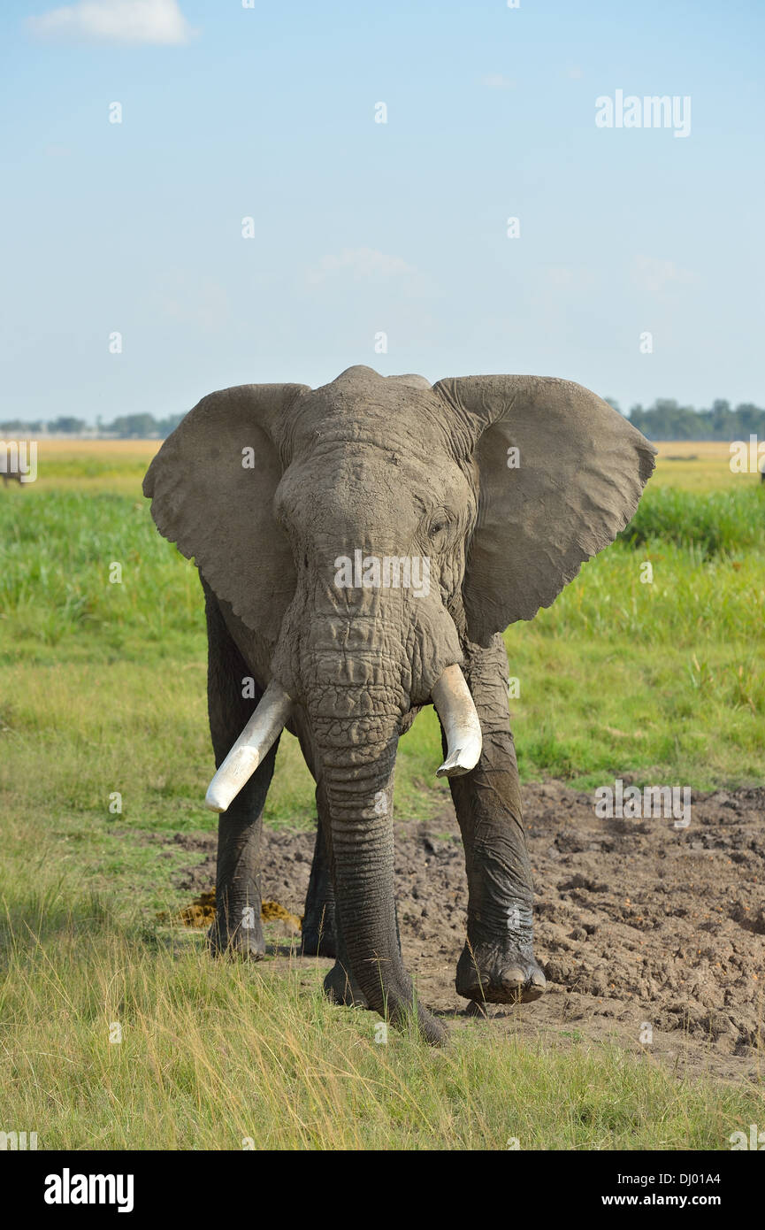 African bush elephant - Savanna elephant - Bush elephant (Loxodonta ...
