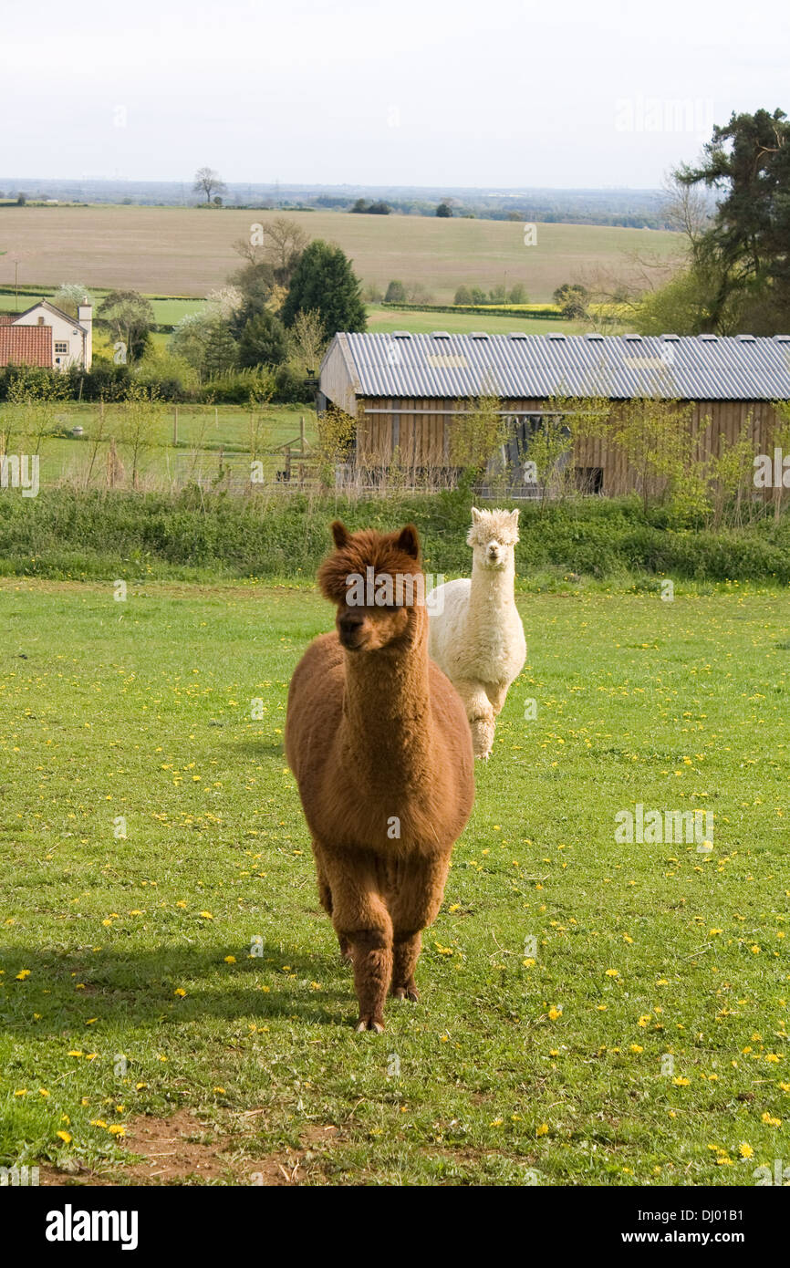 Alpaca's in a field Stock Photo - Alamy