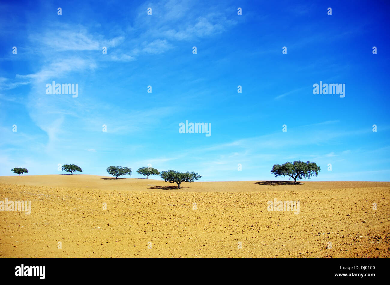 Oak trees in dry field, Alentejo, Portugal Stock Photo - Alamy