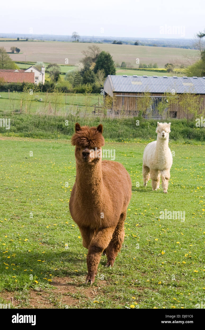 Alpacas in a field hi-res stock photography and images - Alamy